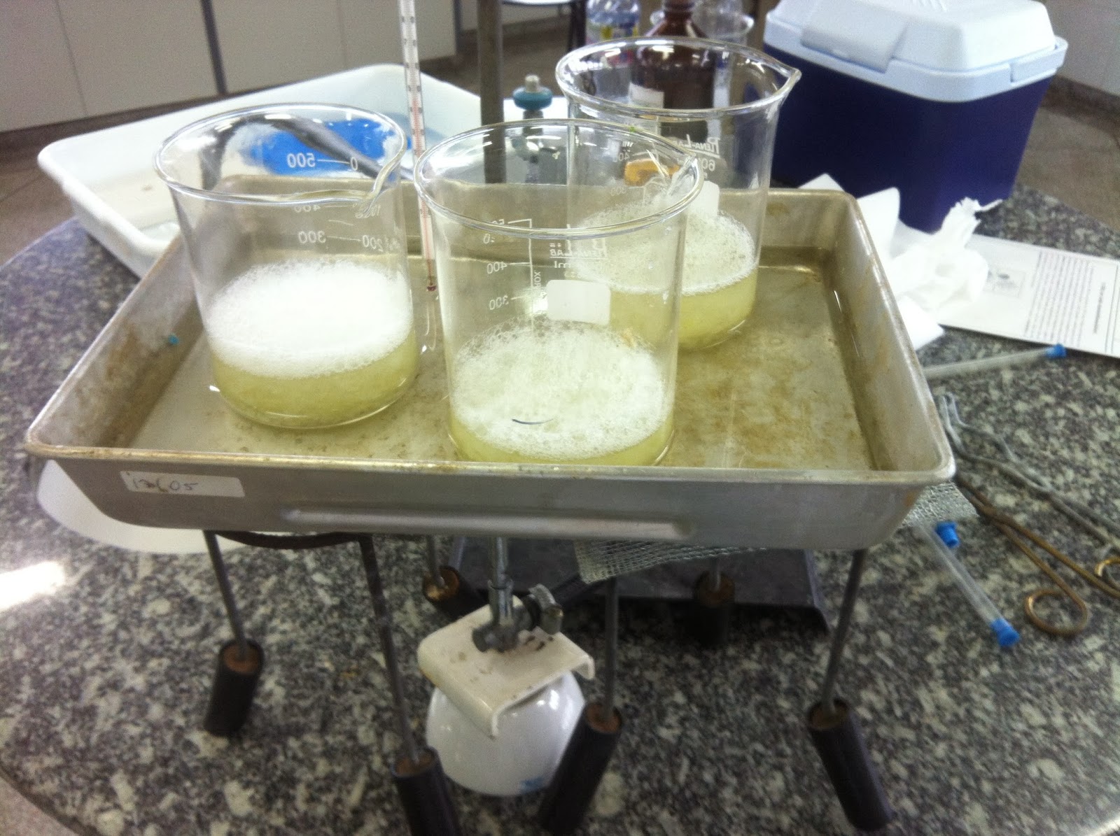 Biotecnologia - O DNA Pela Vida: Experimento: Extração do DNA da cebola